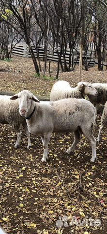 Баран лакун