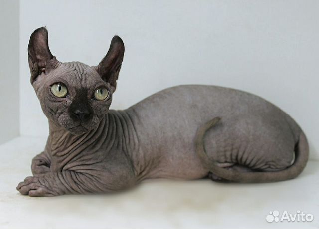 Котята эльф и двэльф