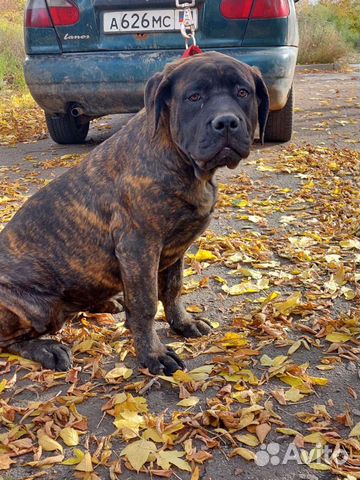 Английский мастиф