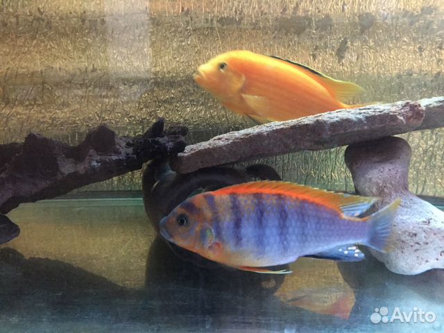 Малавийские цихлиды