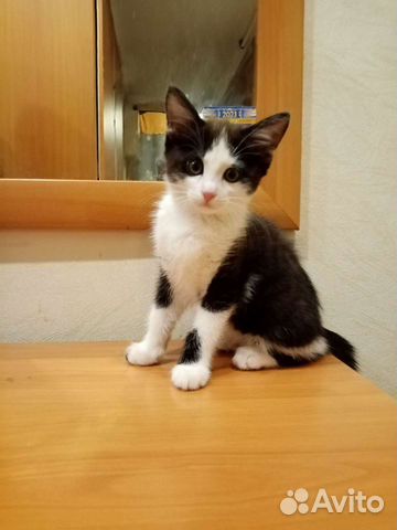 Кошка в дар