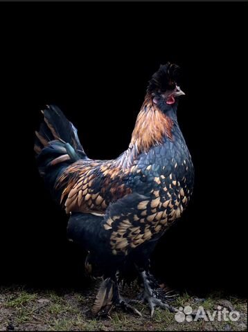 Павловские петухи молодые. Умные и добрые