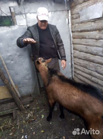 Чешский козел