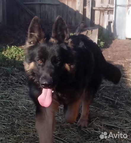Немецкая овчарка длинношерстная