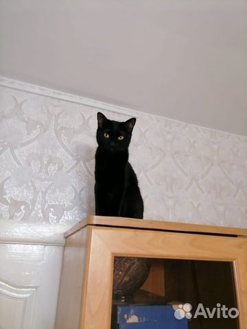 Кошки в добрые руки