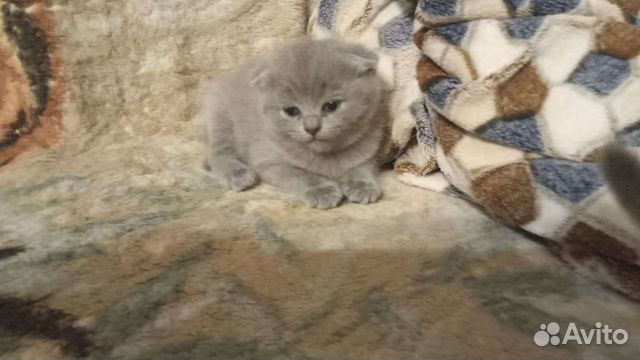 Шотландские вислоухие котята