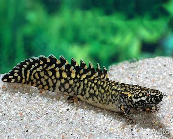 Многопер орнатипинис