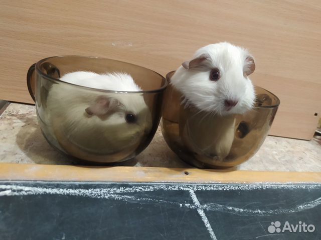 Морская свинка