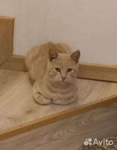 Кот в добрые руки