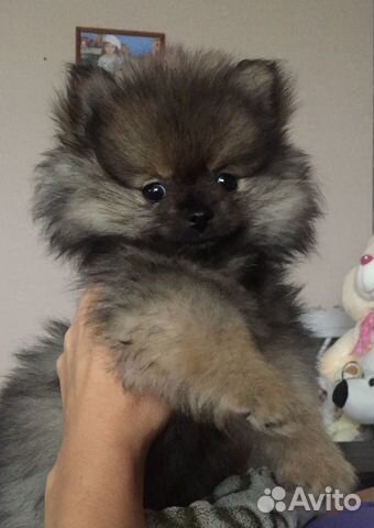 Продам померанского шпица