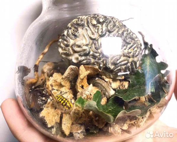 Мокрицы Armadillidium gestroi