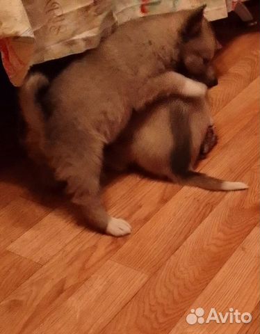 Щеночки ищут ответственных хозяев и теплый дом