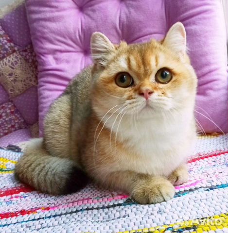 Милый золотой британчик