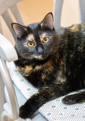 Котобулочка Глафира ждёт вас в котьем шоуруме