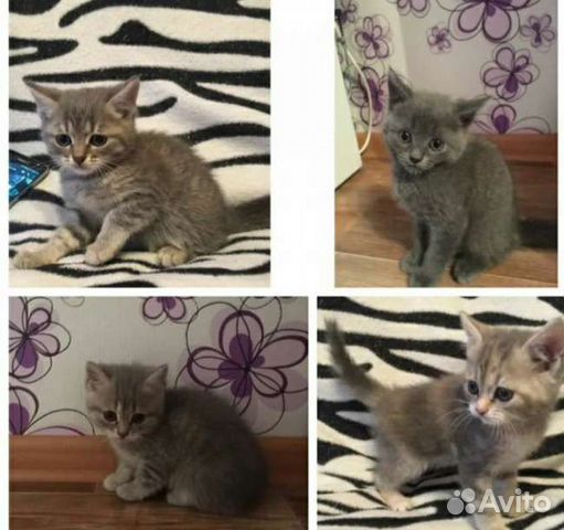 Котята в добрые руки