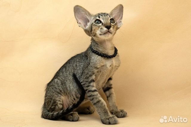 Ориентальные пятнышки