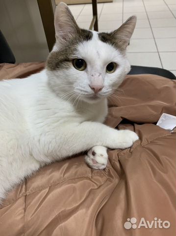 Котики бесплатно в добрые руки