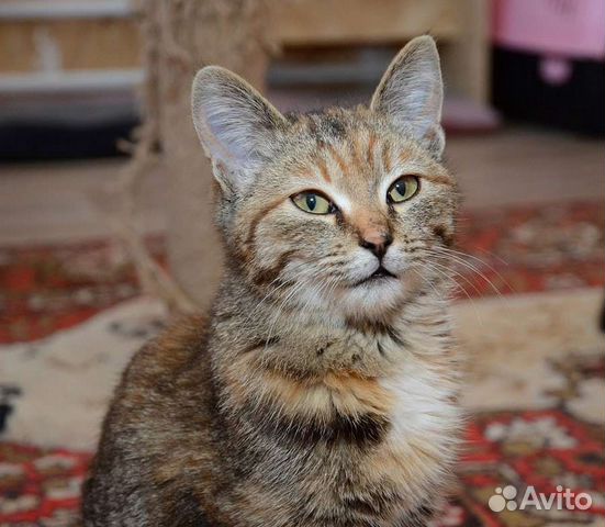 Котёнок Ванилька, 5 месяцев. Привезём
