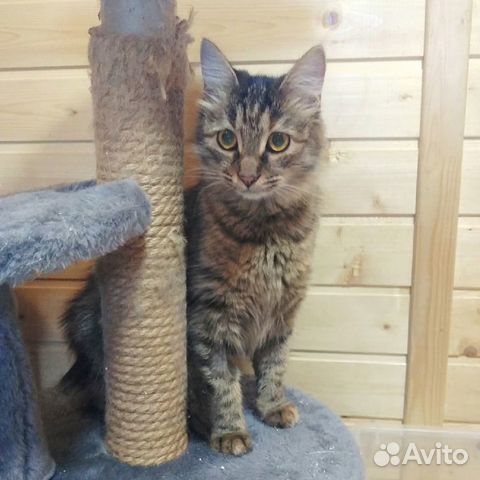 Энергичная кошечка 1,5 года
