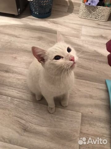 Найдена кошка отдадим В добрые руки