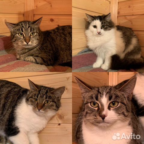 Котята ищут мампап