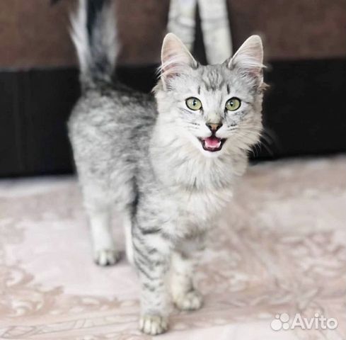 Кошка