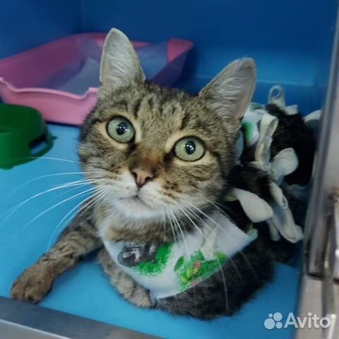 Нежную Полли снова на улицу или в добрые руки