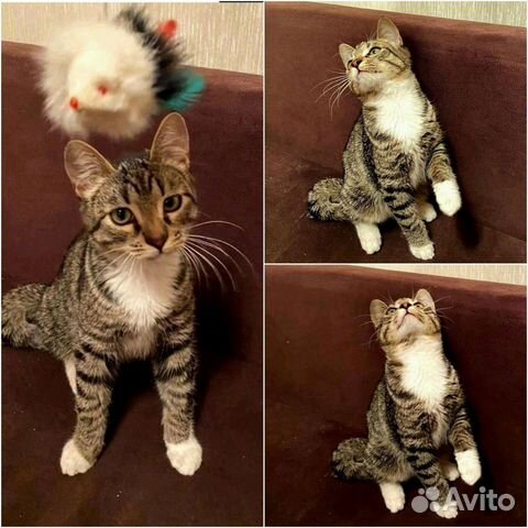 Классический полосатик