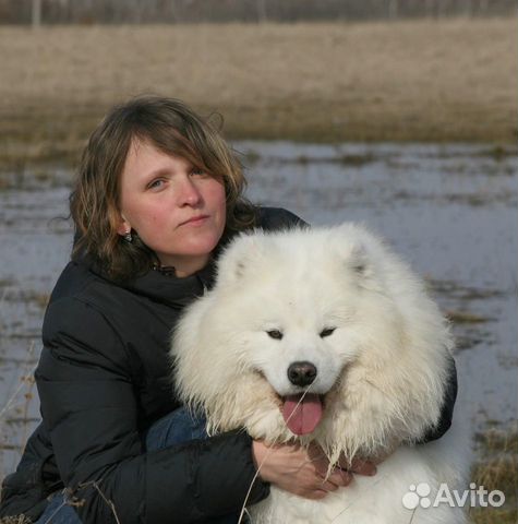 Мальчики самоедики, питомник
