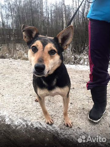 Ищем передержку небольшой собаке