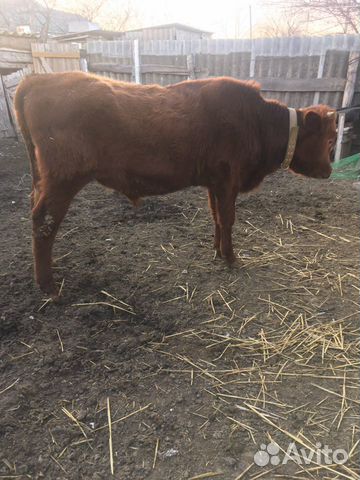 Бычек 10 месячный