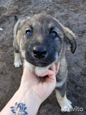 Щенуля-красотуля в добрые руки
