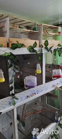 Лесные птицы