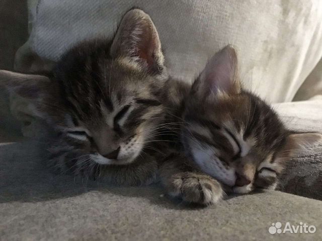 Бенгальские котята