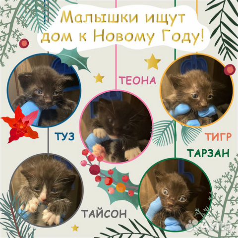 Котята в дар