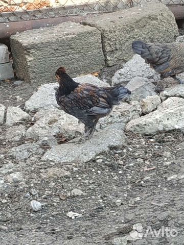 Декоративные куры