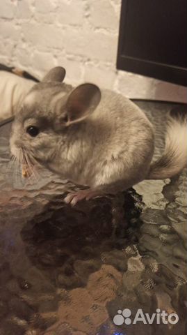 Шиншилла девочка 2 мес