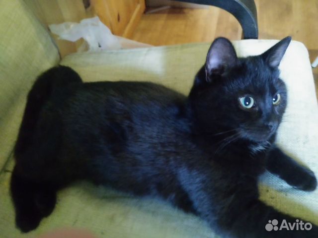 Черный котенок