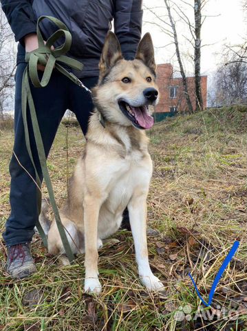 Собака в добрые руки бесплатно