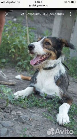 Пёс Проша