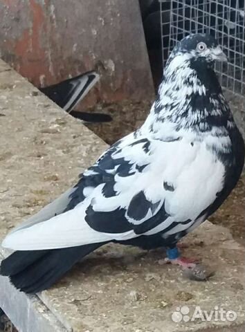 Свердловские высокалетные голуби