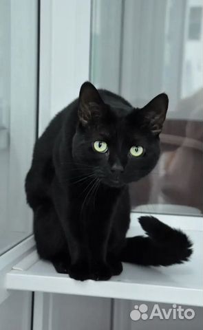 Чёрная кошка Линда 1-2 года
