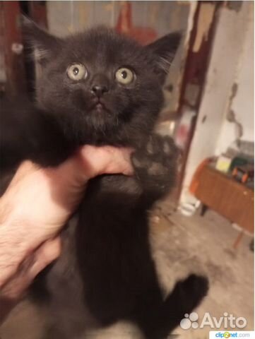 Котята очень нуждаются в доме