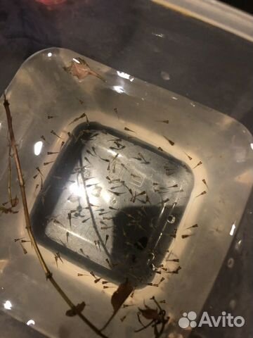 Мальки гуппи