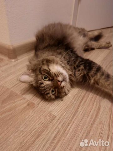 Котик