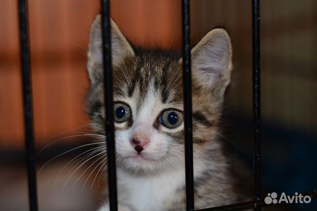 Малышик-лапочка в поисках семьи