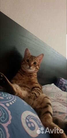 Отдам в Добрые руки кота -Бенгала