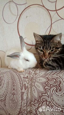 Декоративный кролик