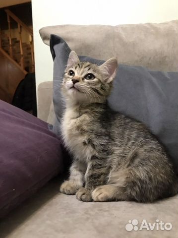 Ласковый комочек счастья)