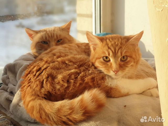 Два друга ищут общий дом